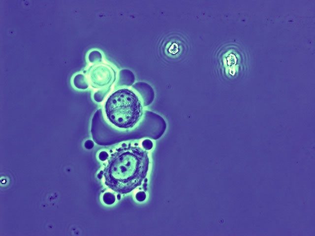 Facilities & Labs - James L. Winkle College of Pharmacy | University of ...